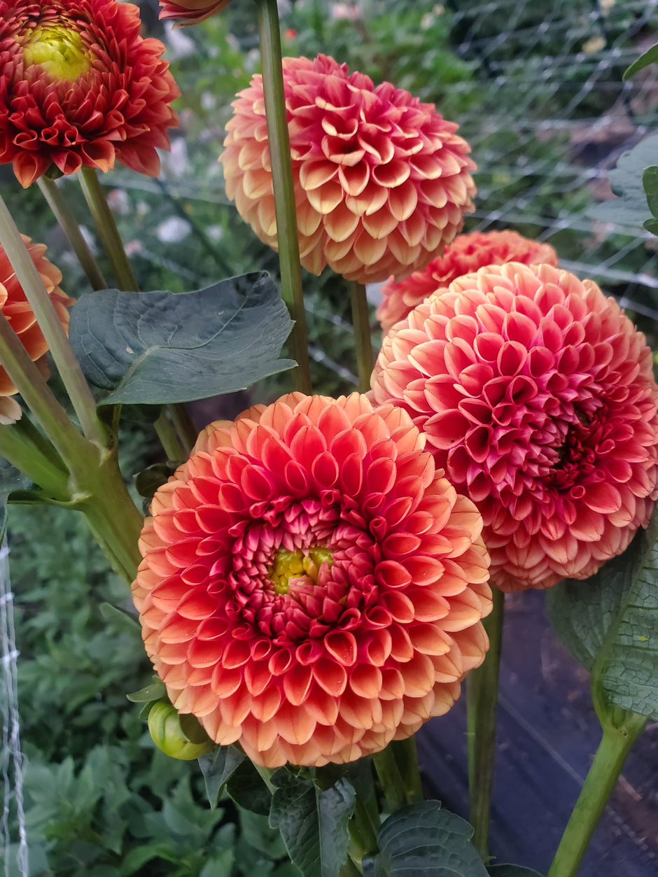 Potted Dahlias – Green Garden Mama